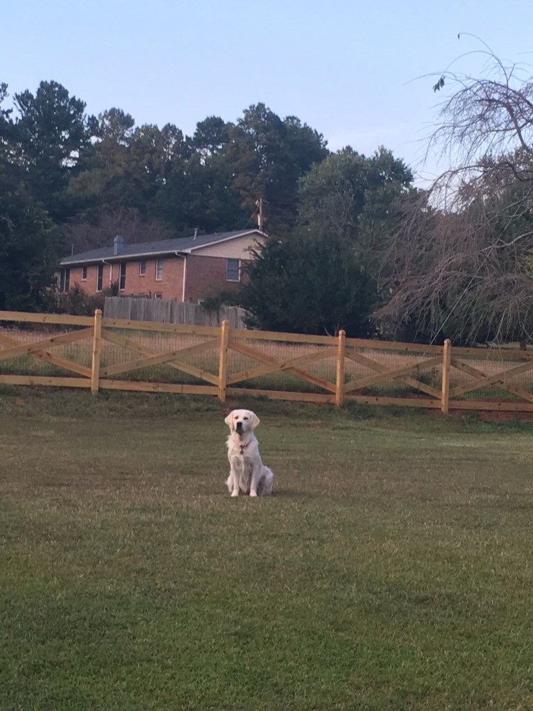 Golden Retrievers work on skills! – Moonlit Meadows of the South